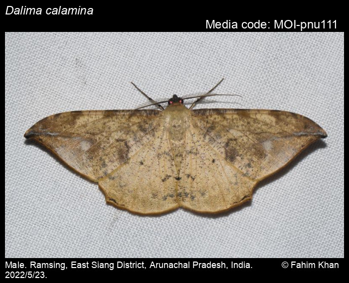 Dalima calamina (Butler, 1880) - | Moths